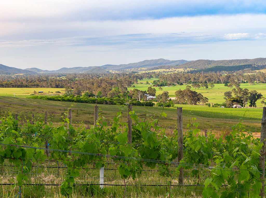 News – Pizzini Wines