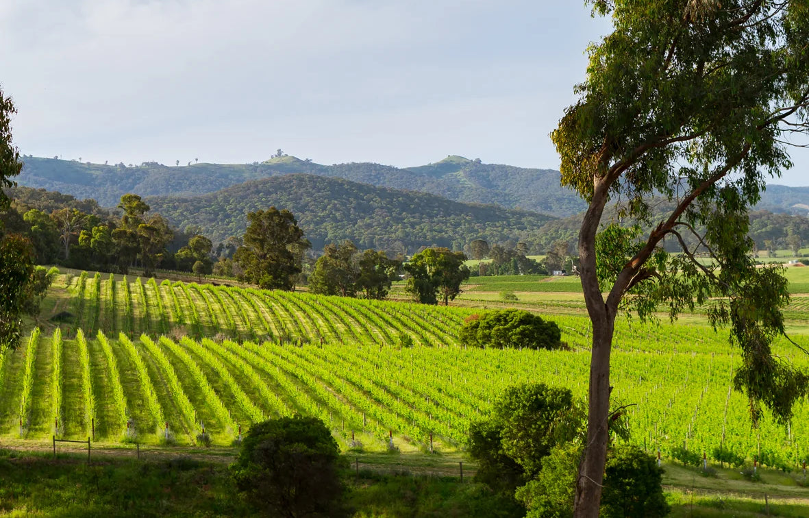 Contact – Pizzini Wines